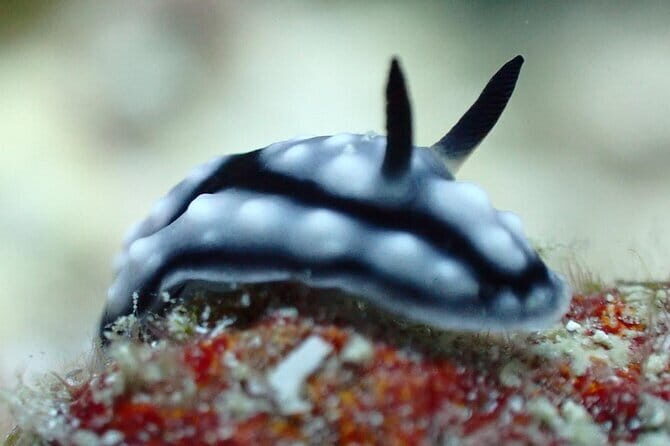 1 Day Diving Experience in Semporna - Why This Tour Offers Good Value