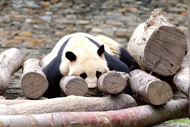 1-Day Dujiangyan Panda Base Volunteer Program Tour from Chengdu - Analyzing the Value