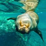 1 Day Espiritu Santo Island Wonders, Sea Lions and Paddleboard Adventure - Discovering Marine Wildlife and Rock Formations