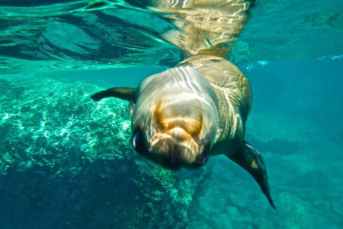 1 Day Espiritu Santo Island Wonders, Sea Lions and Paddleboard Adventure - Discovering Marine Wildlife and Rock Formations