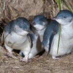 1 Day Exclusively Private Tour Of Phillip Island & The Penguin Parade - Who Will Love This Tour?