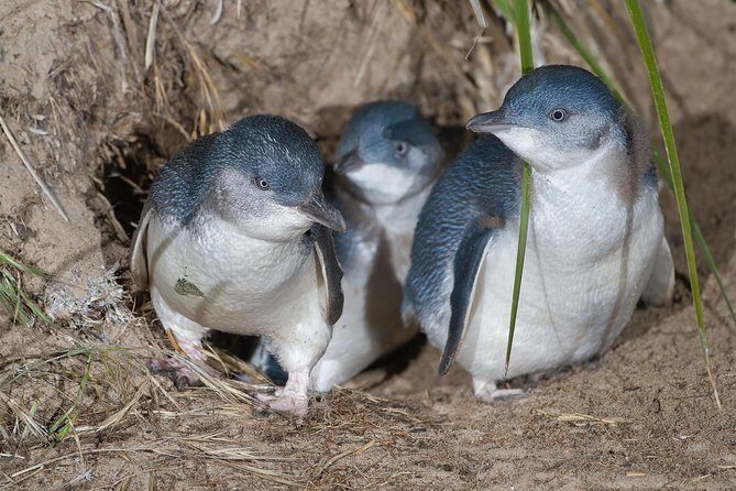 1 Day Exclusively Private Tour Of Phillip Island & The Penguin Parade - Who Will Love This Tour?