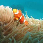 1 Day Great Barrier Reef Cruise and 10 Minute Helicopter Flight - Final Thoughts: Is It Worth the Price?