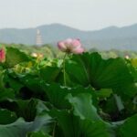 1 Day Hangzhou Private Tour - What We’ve Learned From Reviews