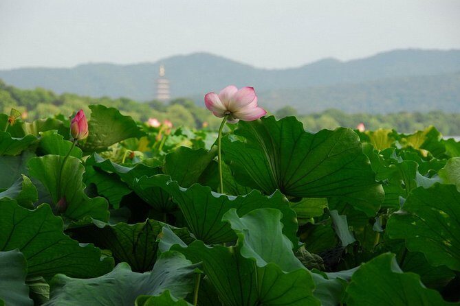 1 Day Hangzhou Private Tour - What We’ve Learned From Reviews
