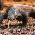 1 Day Komodo Trip by Private Fast Boat - How Does the Itinerary Unfold?