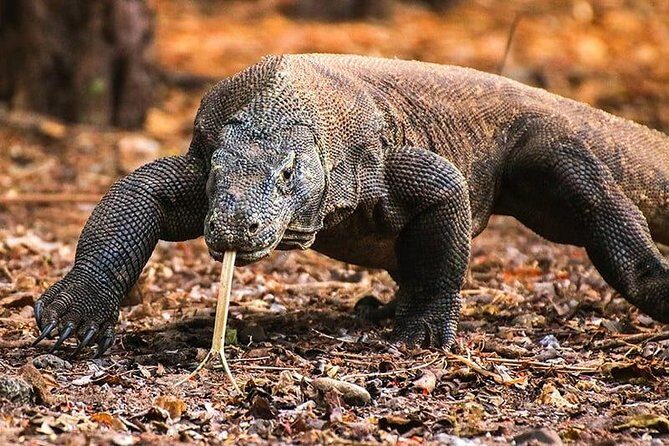 1 Day Komodo Trip by Private Fast Boat - How Does the Itinerary Unfold?