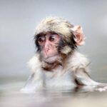 1-Day Snow Monkeys & Snow Fun in Shiga Kogen Tour - Why This Tour Offers Excellent Value
