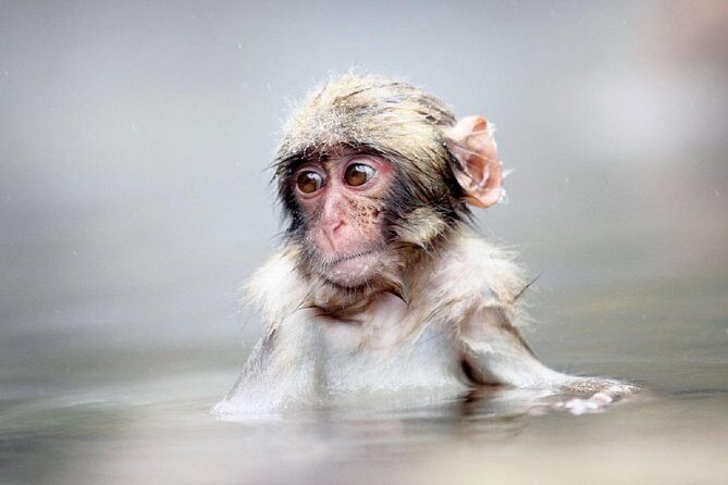 1-Day Snow Monkeys & Snow Fun in Shiga Kogen Tour - Why This Tour Offers Excellent Value