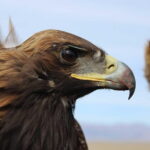 1 Day Tour: Terelj National Park And Chinggis Statue - What the Reviews Say (and What We Notice)