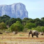 1 Day tour to Yala National Park or Udawalawe National Park - Yala National Park: The Wildlife Hotspot