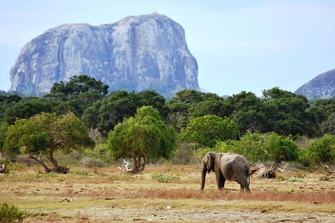 1 Day tour to Yala National Park or Udawalawe National Park - Yala National Park: The Wildlife Hotspot