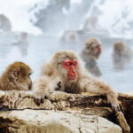 1-Day Winter Tour From Nozawa Onsen: Snow Monkeys, Zenko-ji Temple & Sake - What Past Travelers Say