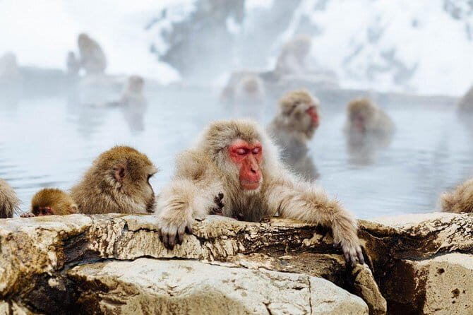 1-Day Winter Tour From Nozawa Onsen: Snow Monkeys, Zenko-ji Temple & Sake - What Past Travelers Say