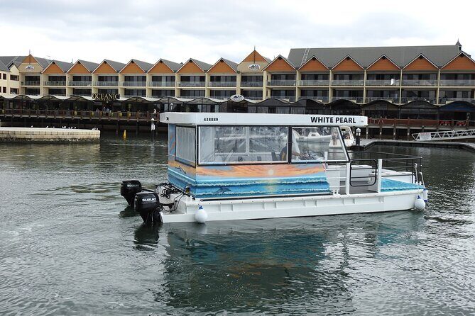 1 Hour Deluxe Scenic Dolphin Cruise - An In-Depth Look at the Itinerary