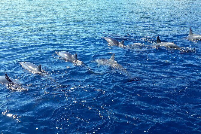 1-hour jet ski excursion in Tahiti - What Makes This Tour Stand Out?