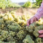 1 Hour Wine tasting at Ross Hill Wines in Orange NSW - What to Expect from Your Visit