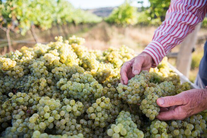 1 Hour Wine tasting at Ross Hill Wines in Orange NSW - What to Expect from Your Visit