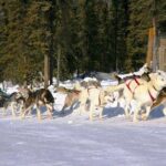 1 hour Winter Dog Sledding in Fairbanks - Pricing and Value
