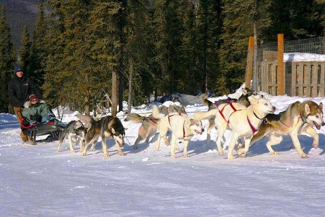 1 hour Winter Dog Sledding in Fairbanks - Pricing and Value