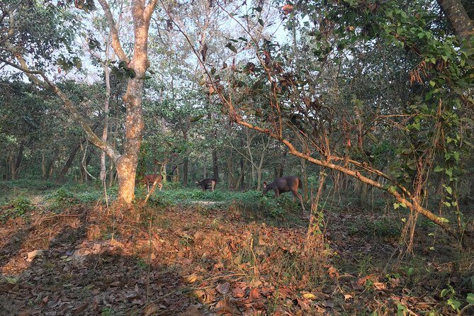 1 Night 2 Days Chitwan Jungle Safari Tour from Kathmandu - Who Should Consider This Tour?