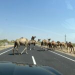 1 night 2 days Thar Desert Experience Jaisalmer - What to Expect: Day by Day