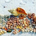 10K Islands Private Shelling Tour - The Sum Up