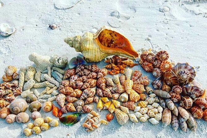 10K Islands Private Shelling Tour - The Sum Up