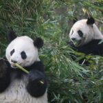 11-Day China Tour of Small Group to Beijing, Xian, Chengdu, Shanghai - Why Choose This Tour?