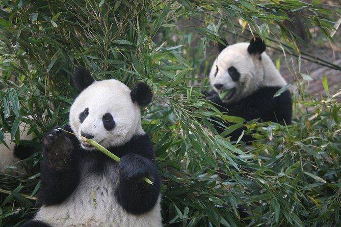 11-Day China Tour of Small Group to Beijing, Xian, Chengdu, Shanghai - Why Choose This Tour?