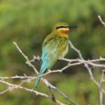 12 Nights Wild Life & Nature Tour - Final Thoughts: Who Is This Tour Best For?