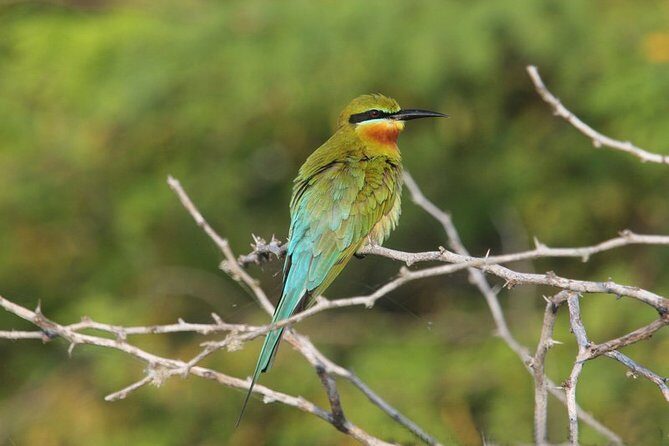 12 Nights Wild Life & Nature Tour - Final Thoughts: Who Is This Tour Best For?