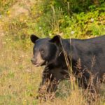 15 min. Tadoussac : Black Bear Observation with Expert Guide - Authentic Reviews — What Travelers Say