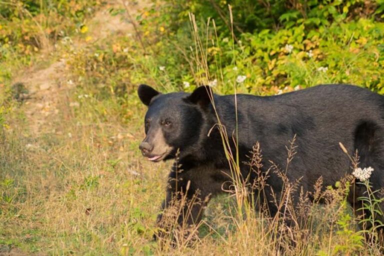 15 min. Tadoussac : Black Bear Observation with Expert Guide - Authentic Reviews — What Travelers Say