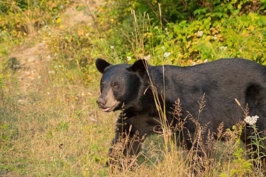 15 min. Tadoussac : Black Bear Observation with Expert Guide - Authentic Reviews — What Travelers Say