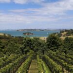 2.5 Hours Wine Tour in Waiheke Island for Cruise Ship Travelers - What Makes This Tour Stand Out?