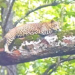2 Day Bandipur Safari and Mysore Palace Tour - Practical Details: What Travelers Need to Know