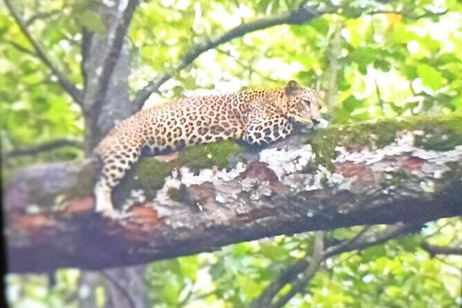 2 Day Bandipur Safari and Mysore Palace Tour - Practical Details: What Travelers Need to Know