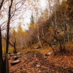 2 Day Horse trekking in Terelj national park - What to Expect from Your Horse Riding Experience