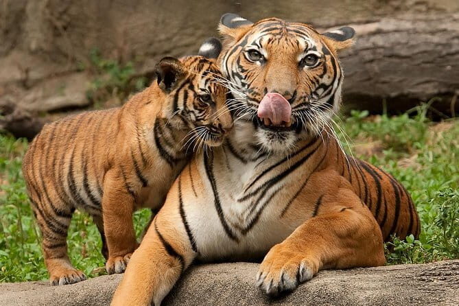 2-Day Jungle Safari with Sunrise view of Taj Mahal - Visiting the Taj Mahal with an Expert Guide