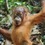 2-Day Jungle Trekking & Rafting in North Sumatra - A Close Look at the 2-Day Jungle Trekking & Rafting Experience