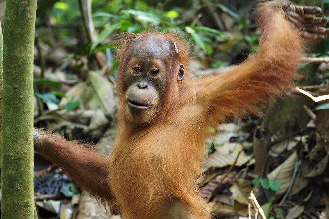 2-Day Jungle Trekking & Rafting in North Sumatra - A Close Look at the 2-Day Jungle Trekking & Rafting Experience