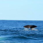 2 Day Kaikoura Whale and Dolphin Tour from Christchurch - Who Will Love This Tour?