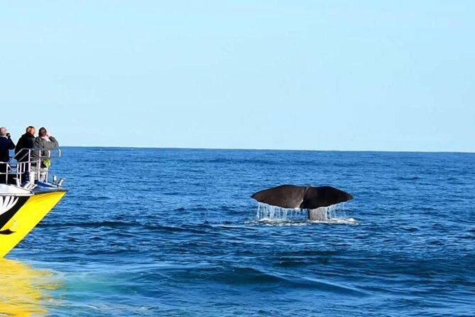 2 Day Kaikoura Whale and Dolphin Tour from Christchurch - Who Will Love This Tour?