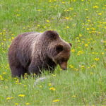 2-Day Private Tour: Banff Lake Louise Columbia Icefield Tour - Authentic Experiences and Real Reviews