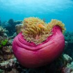 2-Day Snorkelling Experience - Great Barrier Reef Twin Share - Setting the Scene: What the Tour Looks Like