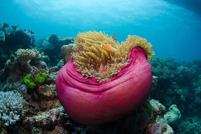 2-Day Snorkelling Experience - Great Barrier Reef Twin Share - Setting the Scene: What the Tour Looks Like
