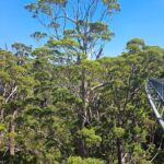 2 Day Tour Busselton Jetty, Ngilgi Cave to Valley of the Giants - Day 2: Towering Trees and Rugged Cliffs