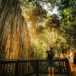 2-Day Waterfall and Daintree Tour - Transport, Price, and Overall Value