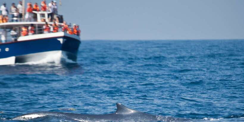 2-Day Whale Watching & Southern Sri Lanka Tour - What to Expect on the Tour
